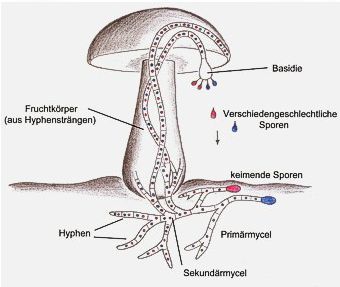 Tierheilpraxis Materia Medica
